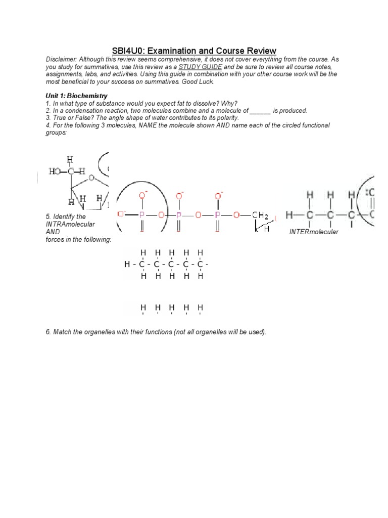 SBI4U0 Biochemistry Exam Review Guide | PDF | Cellular Respiration ...