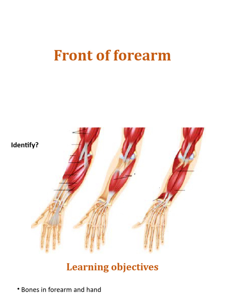Front of forearm ppt | PDF | Thumb | Limbs (Anatomy)