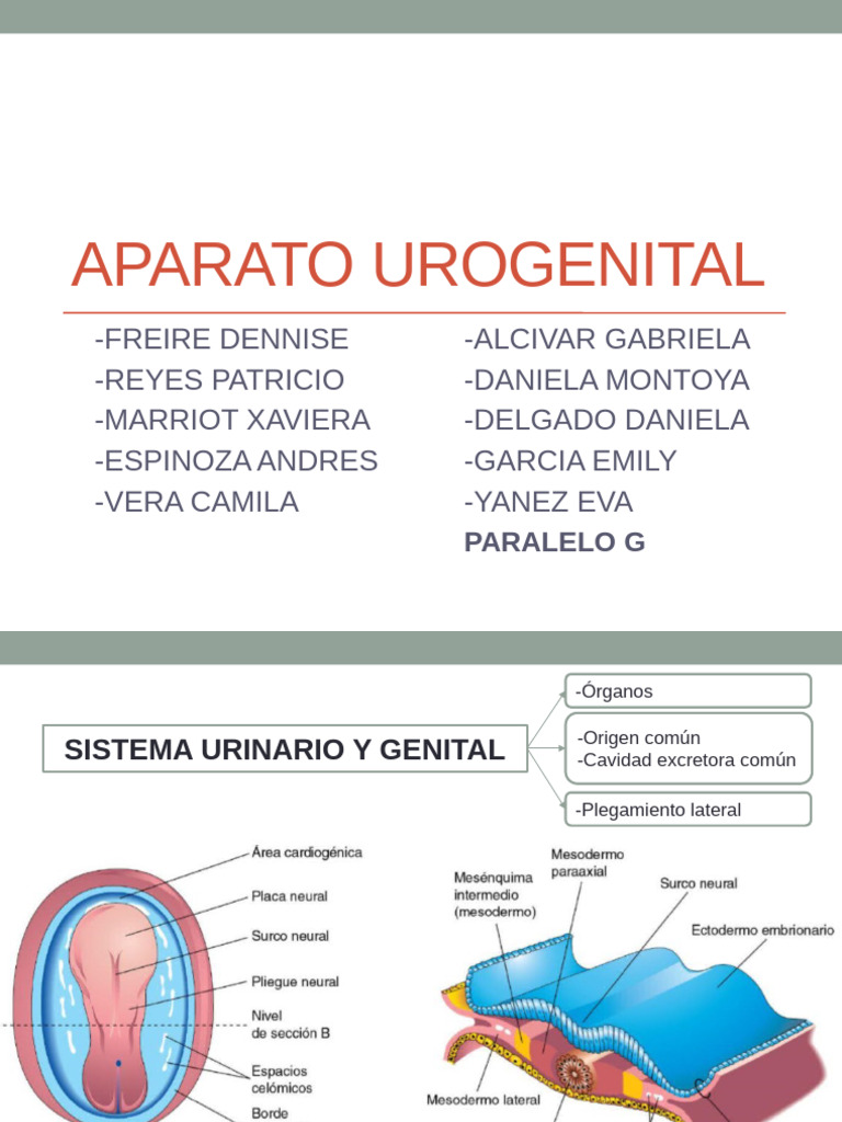 Aparato Urogenital Final | PDF | Riñón | Glándula suprarrenal