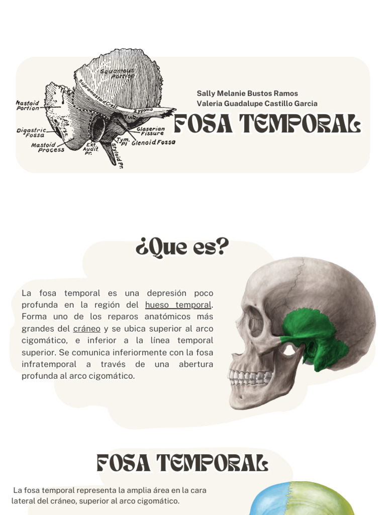 Anatomía de la Fosa Temporal y Nervios | PDF | Cráneo | Cabeza y cuello ...