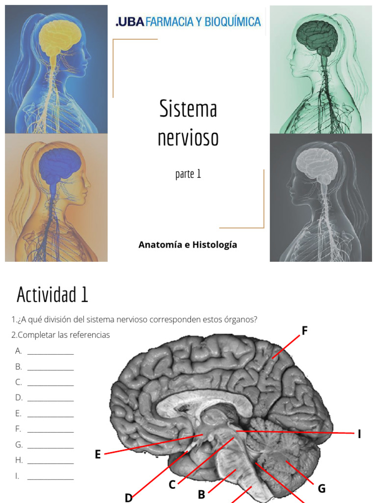 TP05 - Taller Sistema Nervioso I | PDF | Sistema nervioso central | Médula espinal