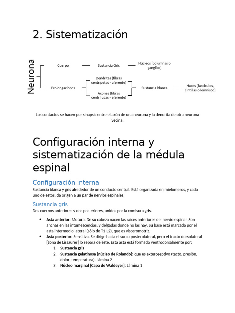 Cap 29 Sistematización de Médula | PDF | Médula espinal | Materia gris