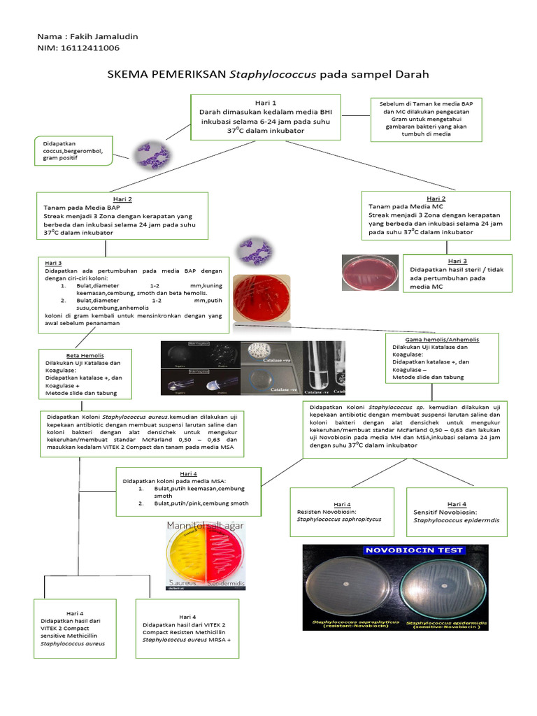SKEMA Staphy Dan Strepto Fakih Jamaludin - 16112411006 | PDF