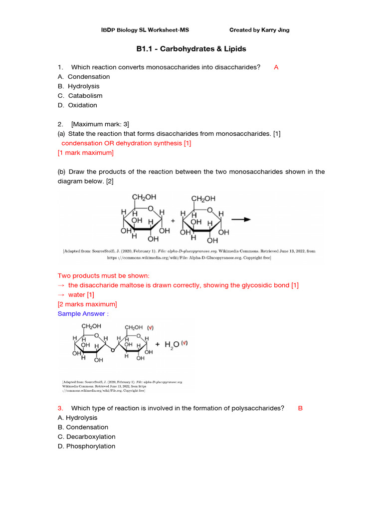 B1.1 - Carbohydrates Lipids MS | PDF | Glycogen | Glucose