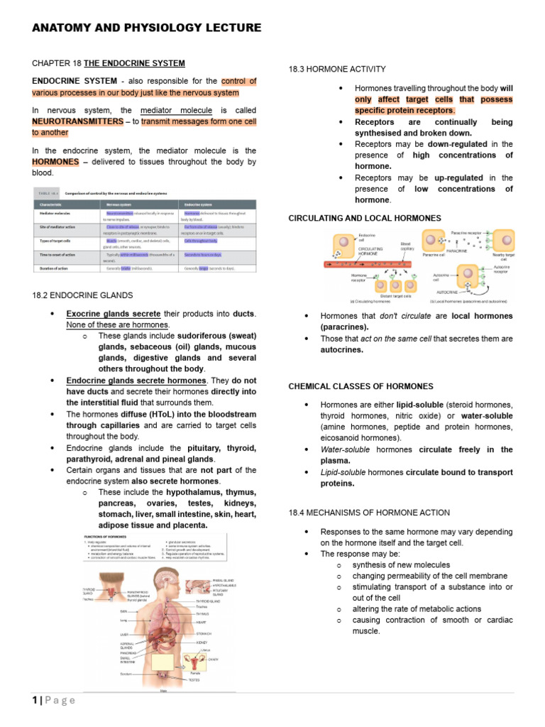 Chapter 18 The Endocrine System | PDF | Hormone | Pituitary Gland