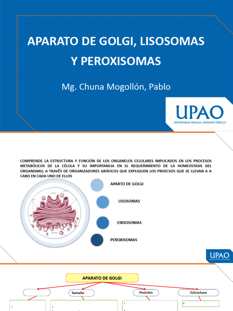 Semana 6 Teoria Aparato de Golgi Lisosomas Inclusiones Peroxisomas-1 | PDF | Lisosoma | Metabolismo