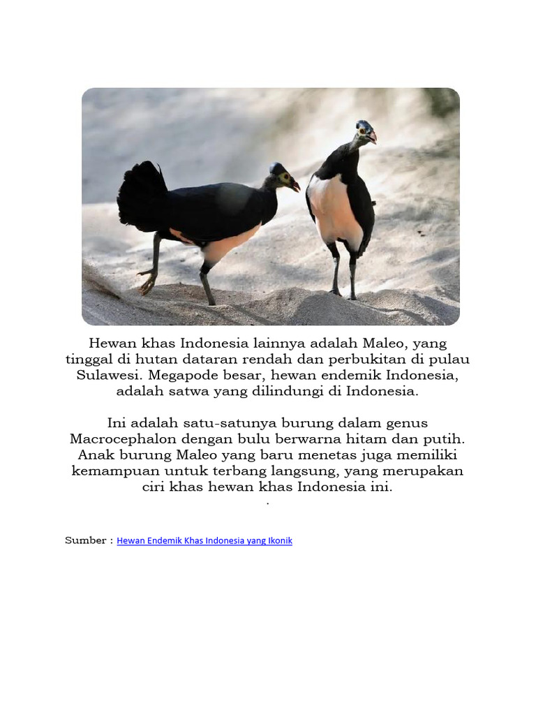 Hewan Khas Indonesia Maleo | PDF