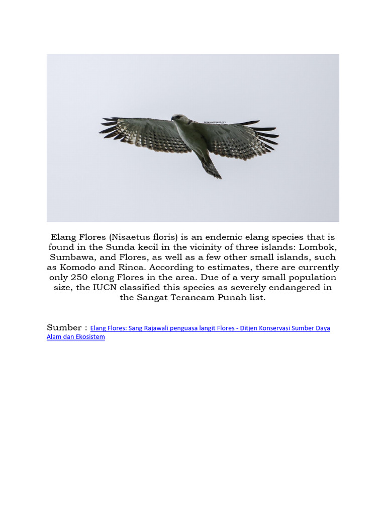 Elang Flores | PDF