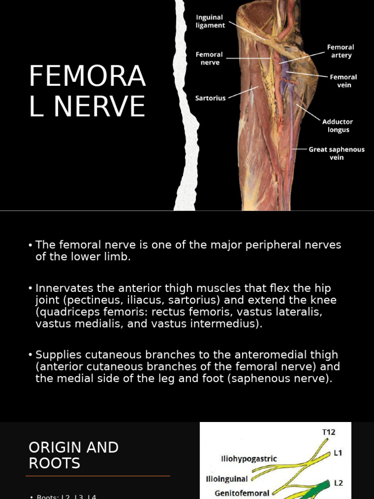 Femoral Nerve Anatomy and Function | PDF