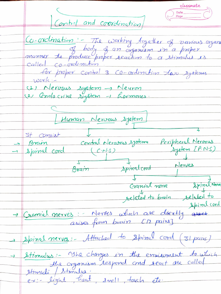 Sst class 10 notes | PDF | Neuroanatomy | Anatomy
