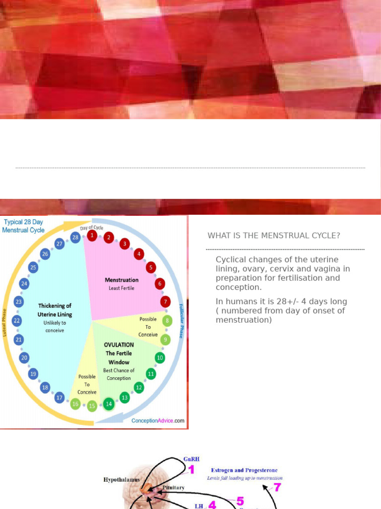 Menstrual Cycle TA | PDF