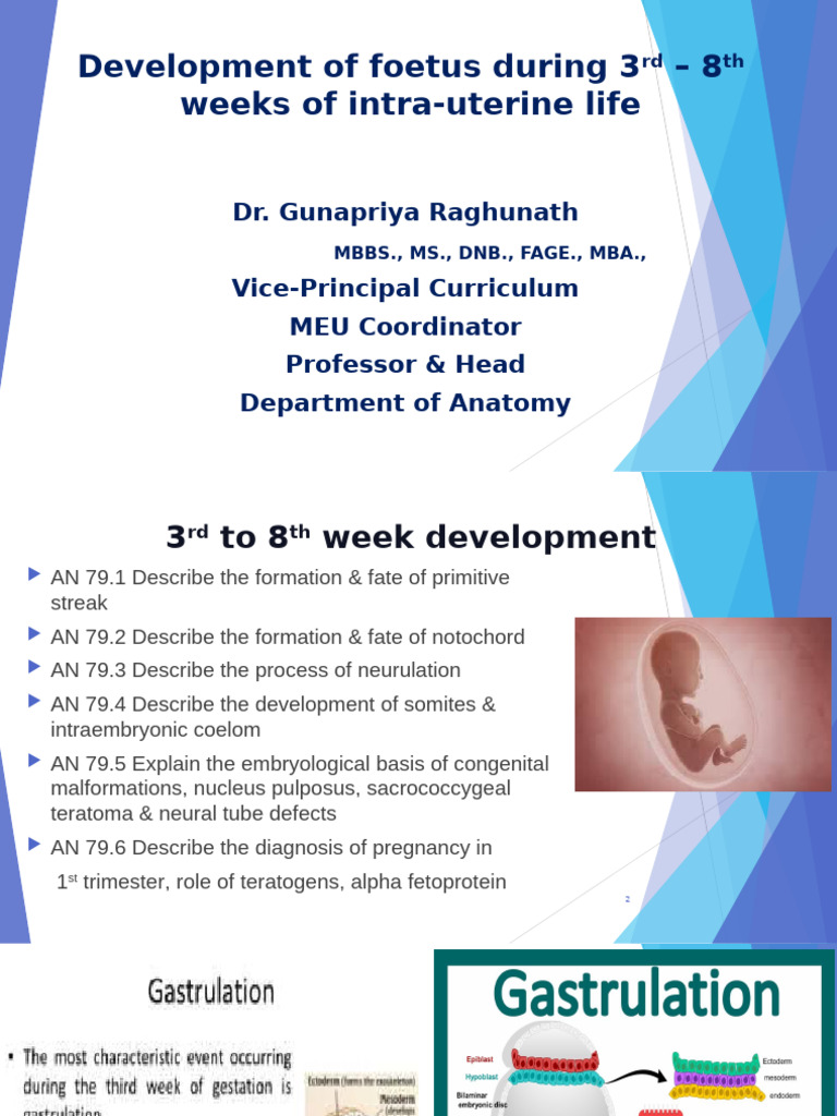 3-8 Weeks Development | PDF | Vertebral Column | Vertebra