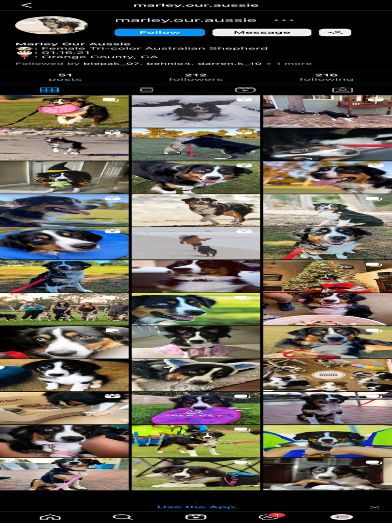 Marley Our Aussie (@marley - Our.aussie) - Instagram Photos and Videos ...