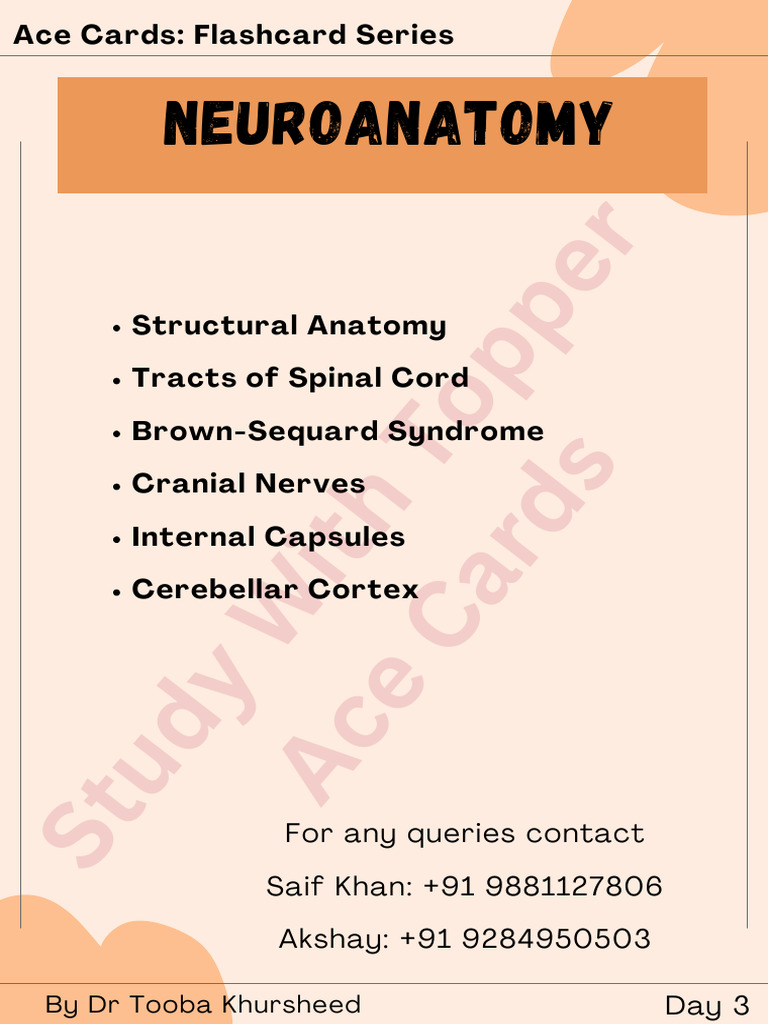 Neuroanatomy Flashcard Series | PDF