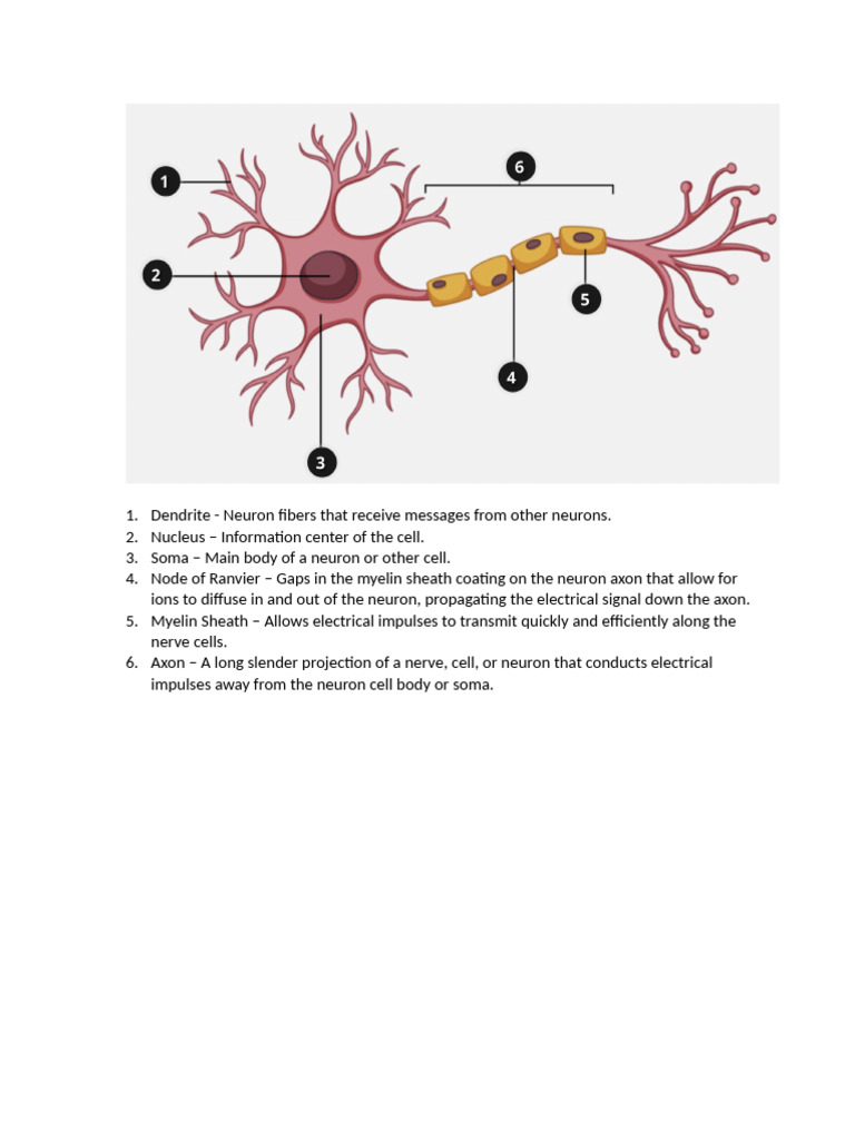 Neuron structure | PDF