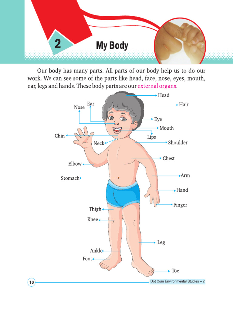 Class II E.v.S Lesson 2 (2) | PDF