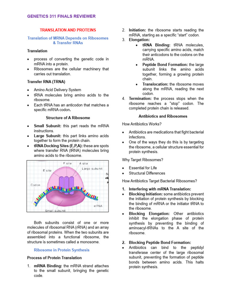 Gene311 Reviewer Finals | PDF | Translation (Biology) | Ribosome
