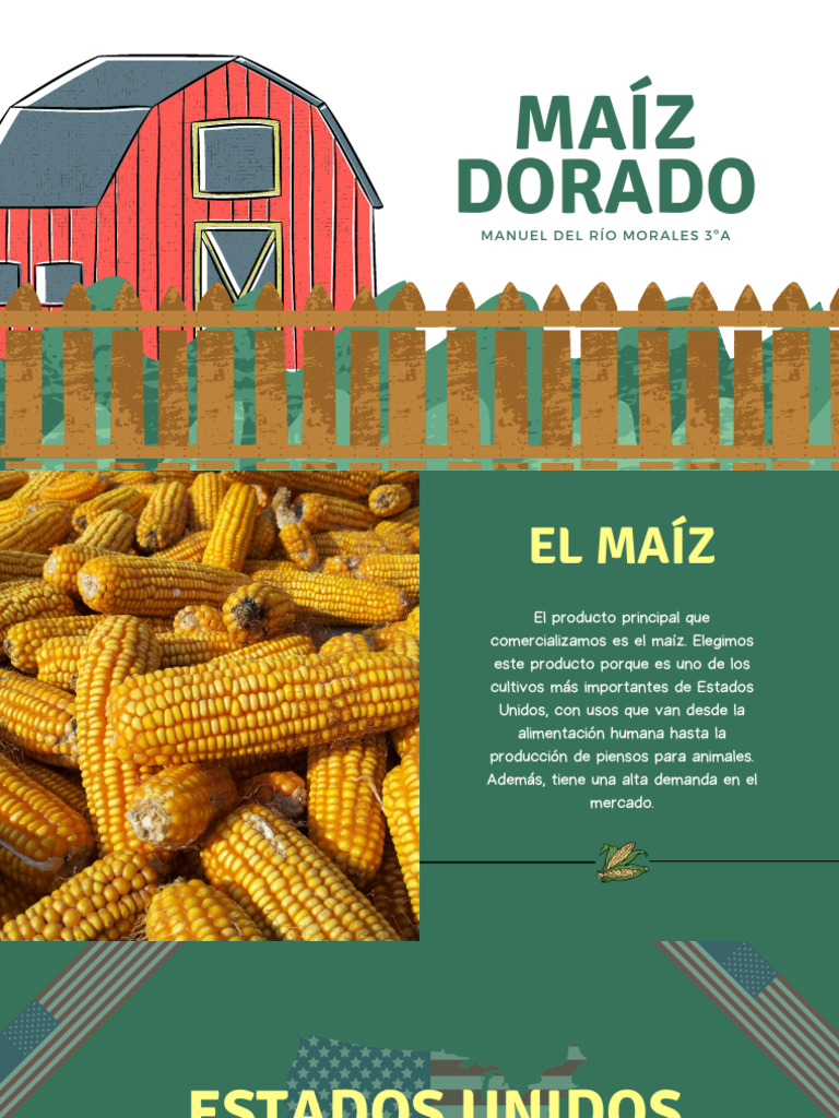 Maíz Dorado | PDF | Agricultura | Maíz