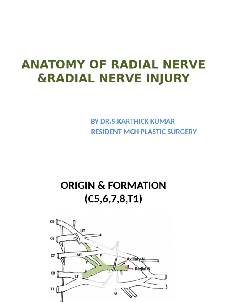 Radial Nerve Anatomy and Injury Guide | PDF | Elbow | Arm