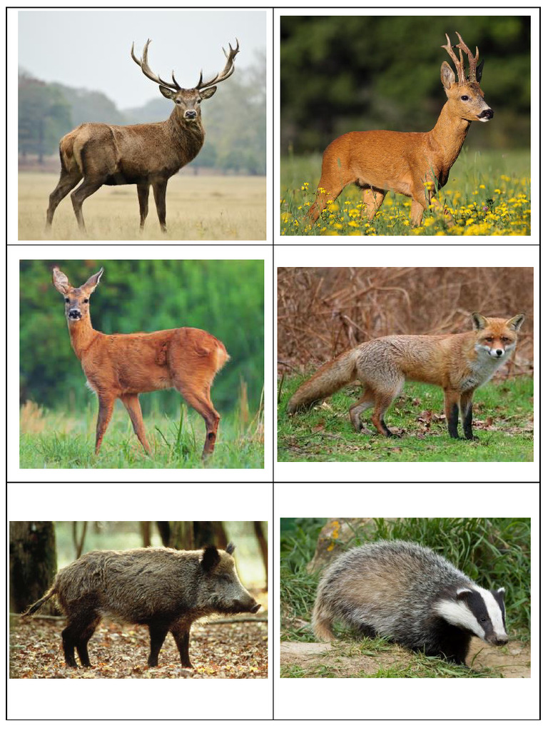 Les Animaux de La Forêt - Exercices MS | PDF