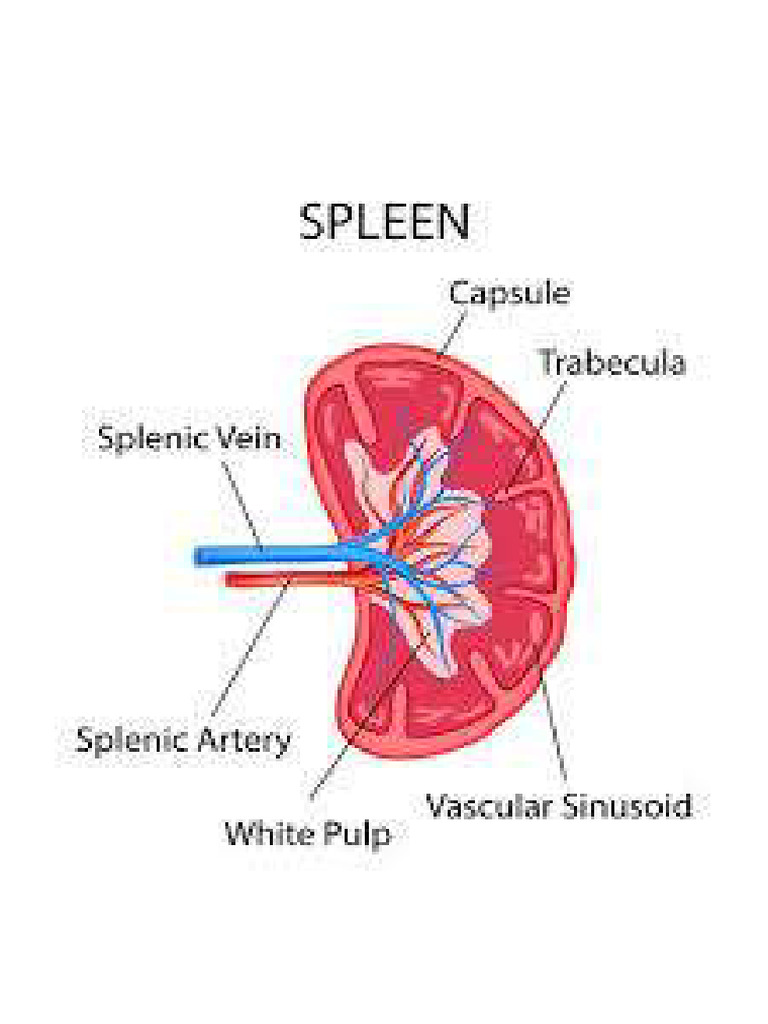 Spleen Diagram | PDF