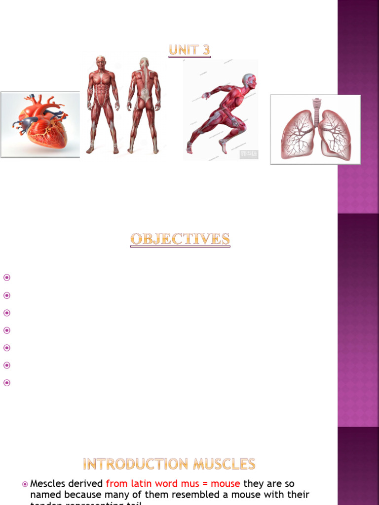2 Muscles PDF | PDF