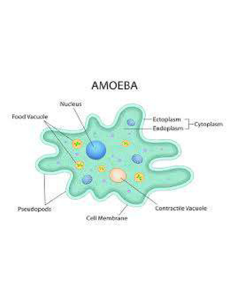 amoeba | PDF