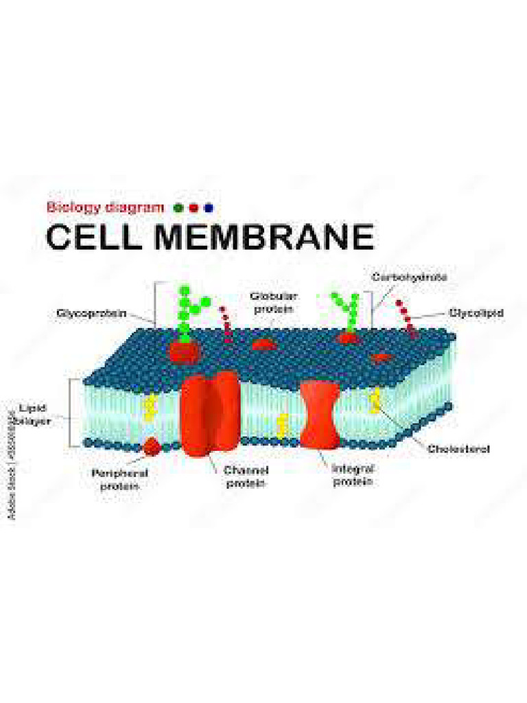 Cell Membrane | PDF