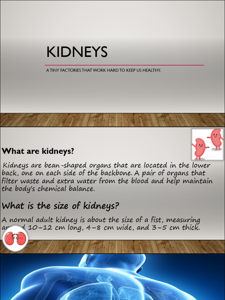 Kidneys | PDF
