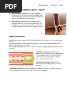 Laminación de Rexed | PDF | Médula espinal | Cerebelo