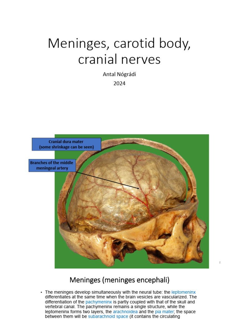 2024-25 Sem3 Hist Eng - Meninges | PDF | Central Nervous System | Human Anatomy