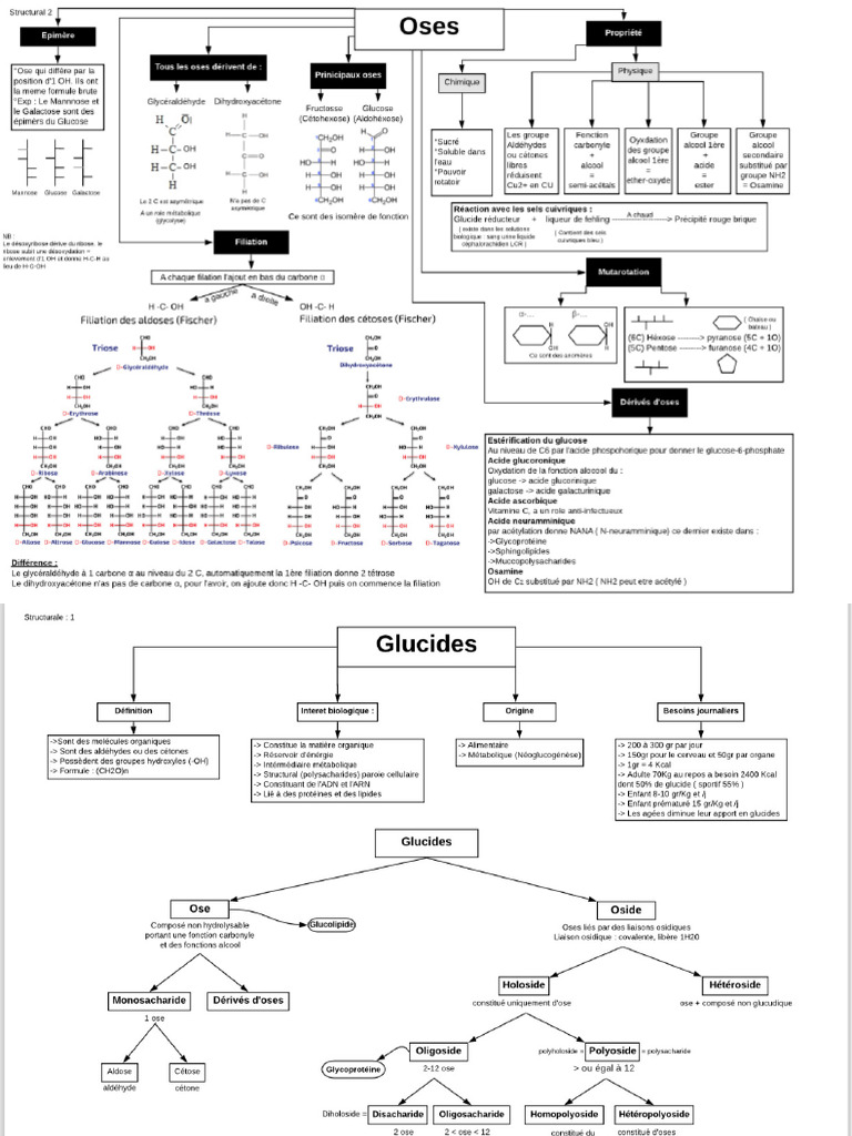 Biochimie Glucides | PDF