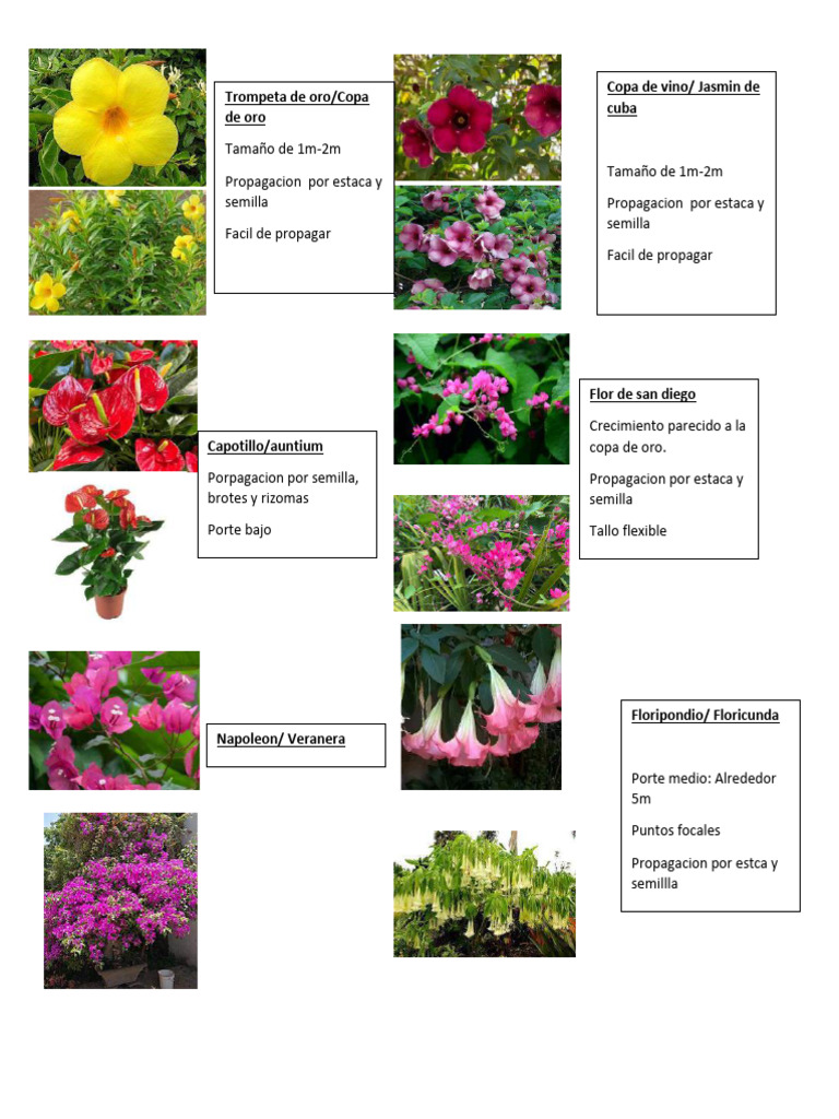 Presentacion de Plantas 3 | PDF | Arecaceae | Botánica