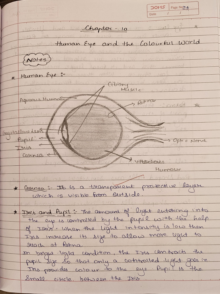 Human Eye (half) | PDF | Eye | Visual System