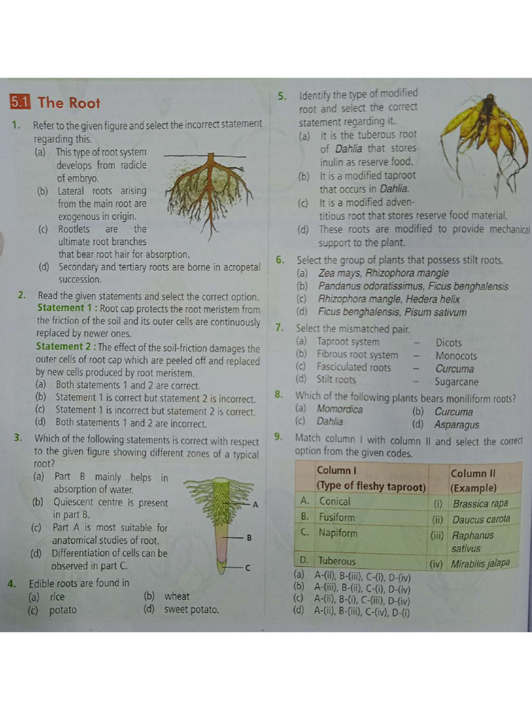 Botany-Morphology of Flowering Plants | PDF