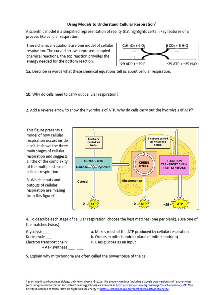 Cellular Respiration Model SHO | PDF | Cellular Respiration | Mitochondrion
