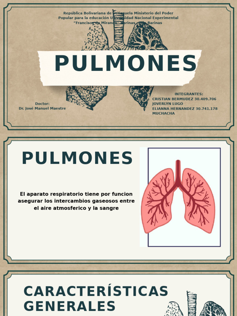 Pulmones | PDF | Pulmón | Respiración