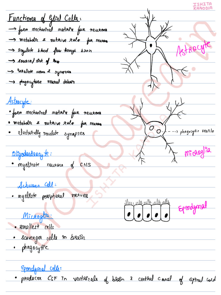 cns-1 | PDF | Chemical Synapse | Thalamus
