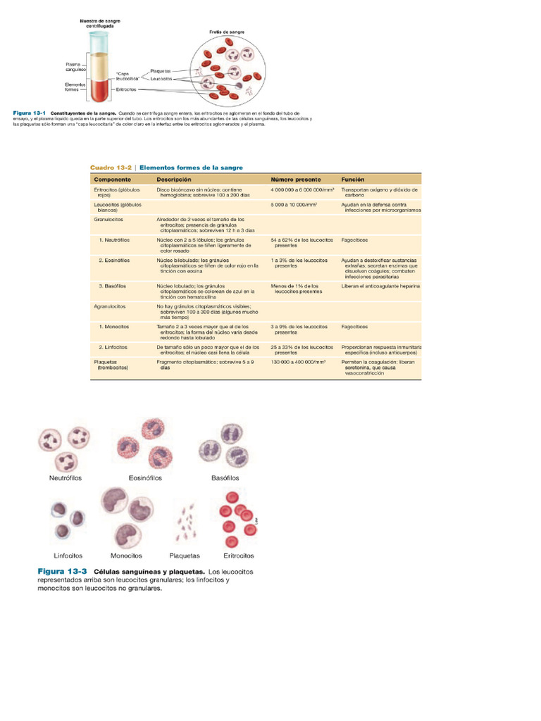 Documento A4 Hoja de Notas Simple Blanco PDF | PDF