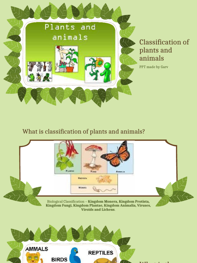 Classification of Plants and Animals | PDF