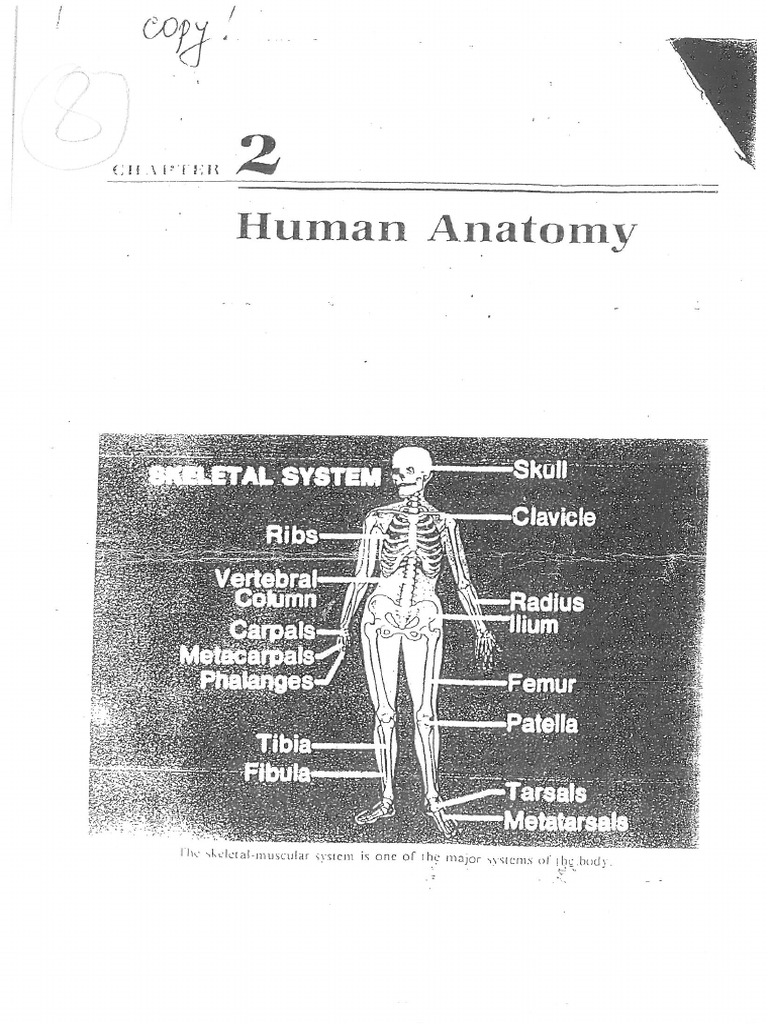 2 Human Anatomy | PDF