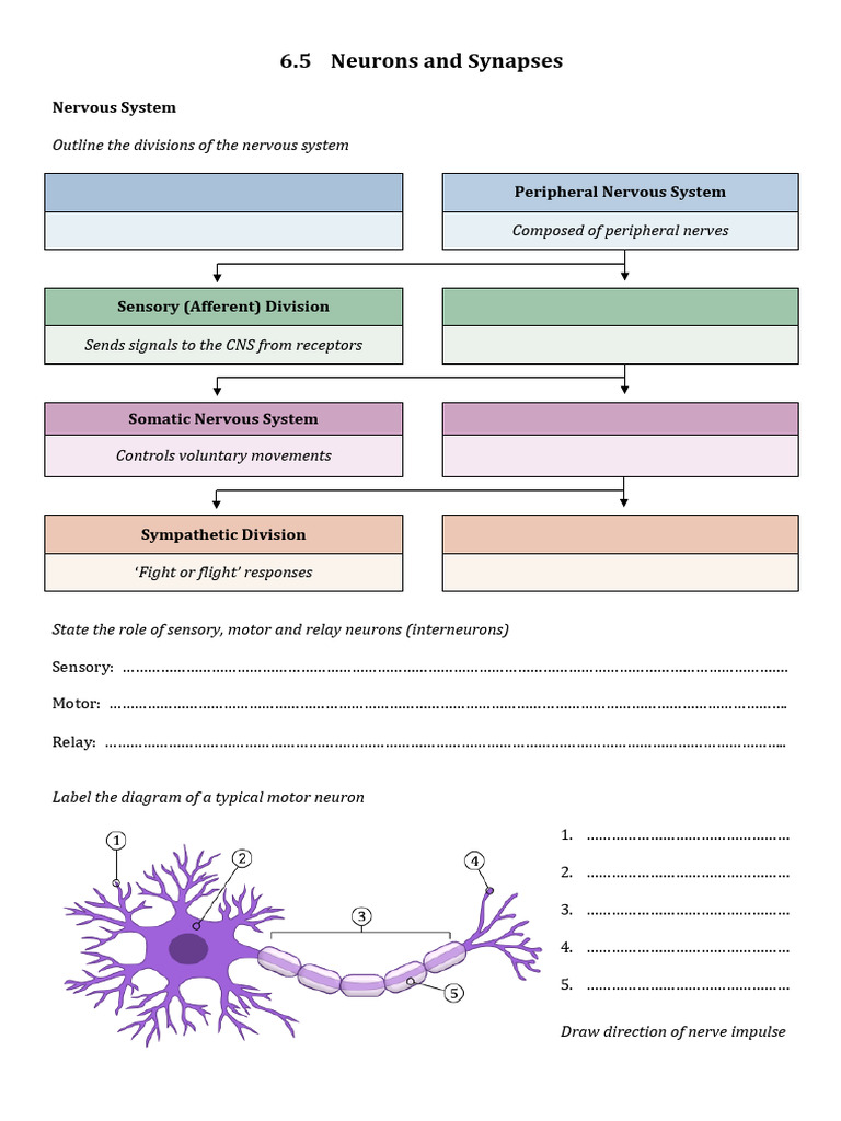 topic_6.5_worksheet | PDF | Nervous System | Nerve