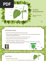 Leaf Dichotomous Key | PDF | Leaf | Branches Of Botany