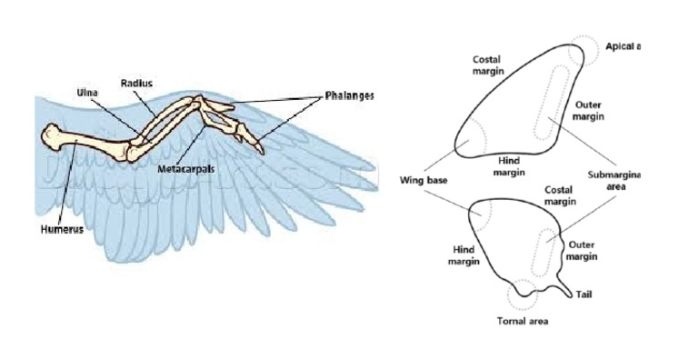 Birds Wing and Butterfly | PDF