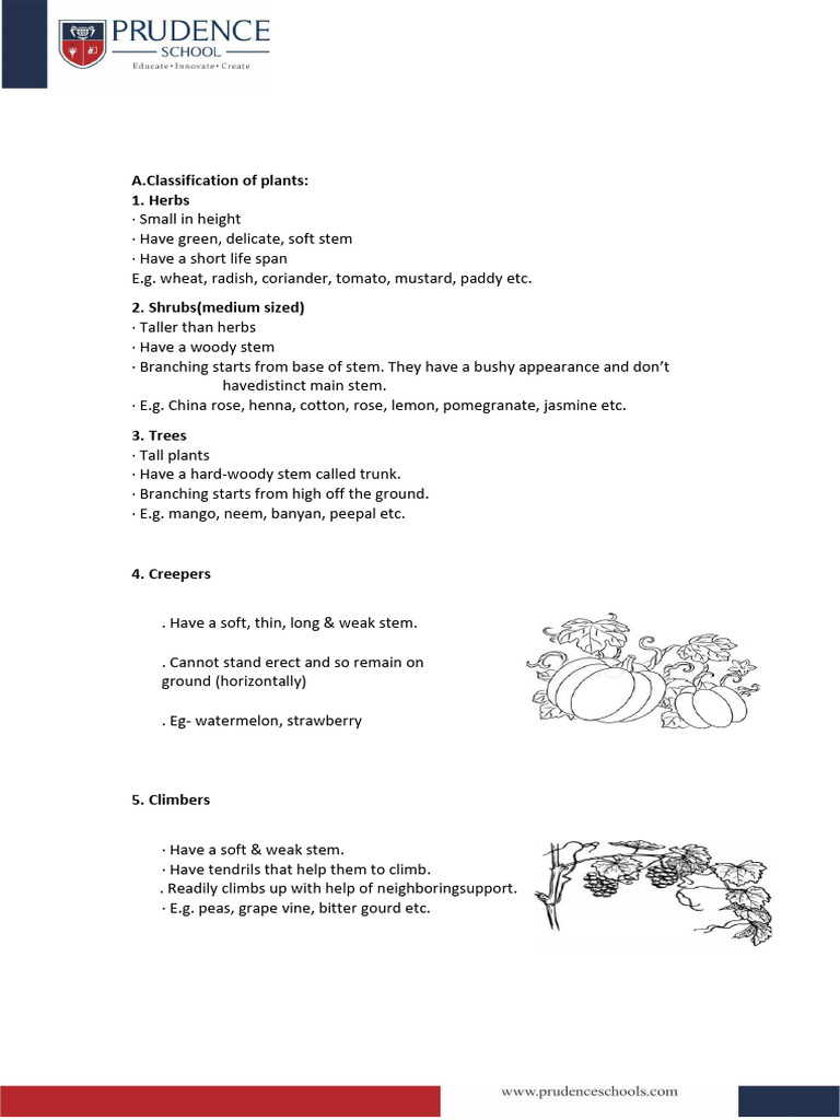 Getting To Know Plants Notes | PDF | Leaf | Plants