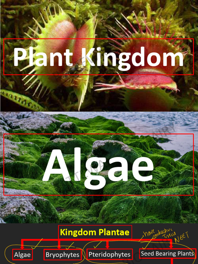 Overview of Plant Kingdom Divisions | PDF | Moss | Algae