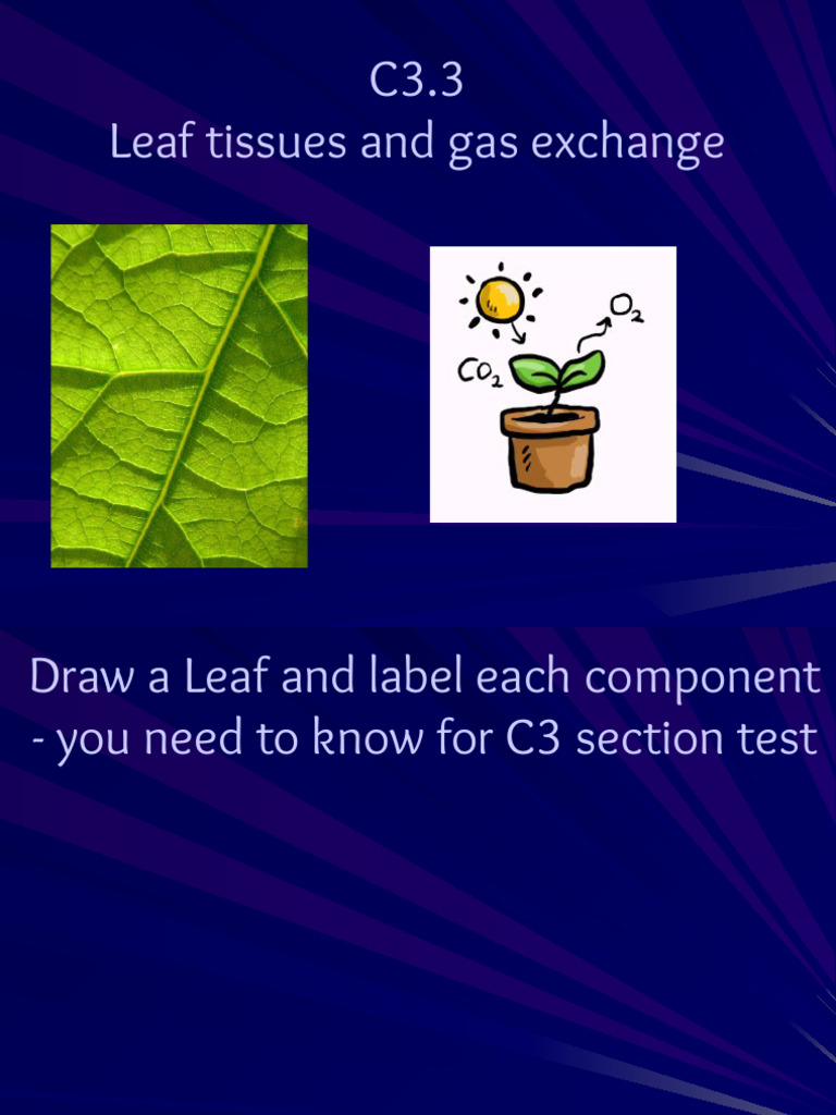 Lesson 10 - The Leaf and Gas Exchange | PDF | Stoma | Leaf