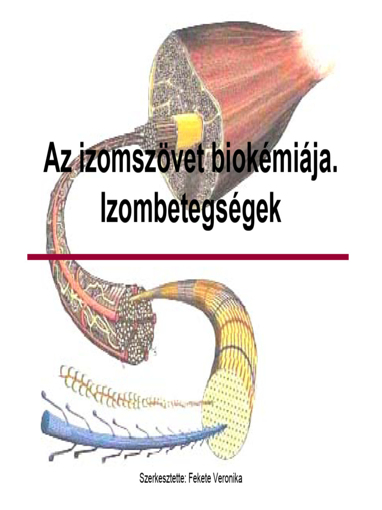 11 Biokemia GYTK Izom 2014 | PDF