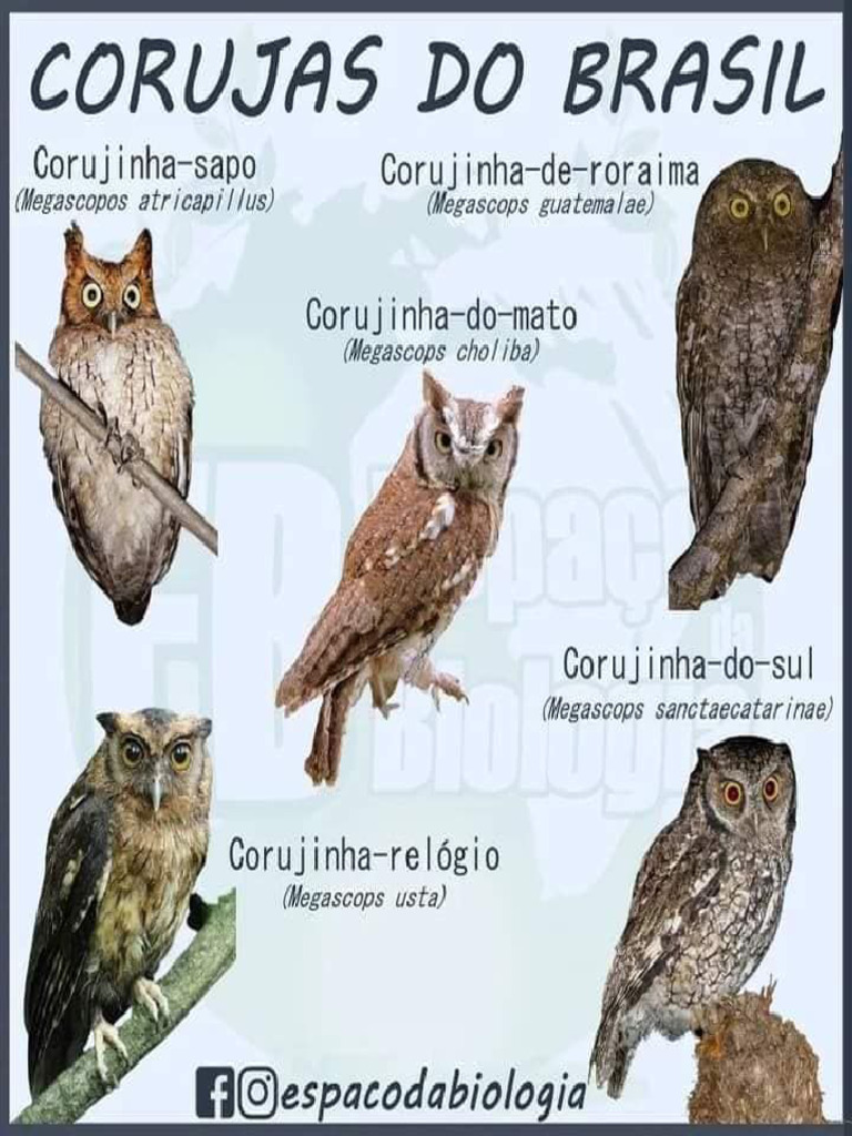 Corujas Do Brasil | PDF