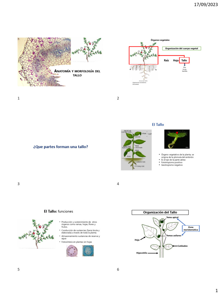 Anatomía y funciones del tallo vegetal | PDF | Tallo de la planta | Raíz
